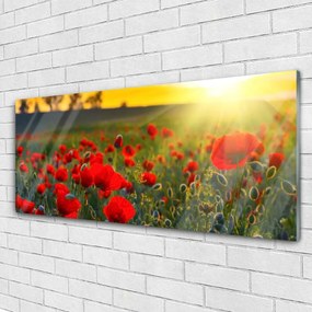 Plexisklo-obraz Louka Máky Rostlina Příroda 125x50 cm