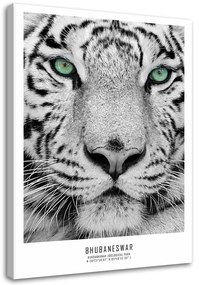 Gario Obraz na plátně Bílý tygr Rozměry: 40 x 60 cm