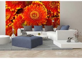 DIMEX | Samolepicí vliesová fototapeta na zeď Gerbera MA-5-0131 | 375 x 250 cm | červená, žlutá