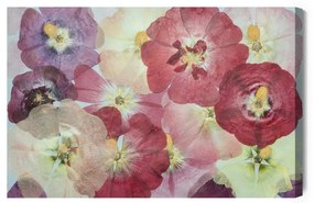 Obraz Krásné Barevné Květiny Nedostatek Nedostatek Plátno Canvas 40x30