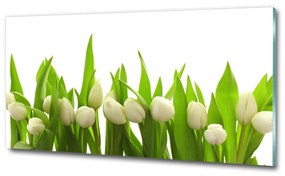 Wallmuralia Foto obraz sklo tvrzené Bílé tulipány 100x50