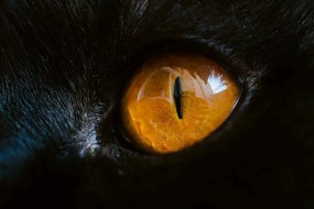DIMEX | Samolepicí vliesová fototapeta na zeď Oko pantera MA-5-0546 | 375 x 250 cm | černá, oranžová