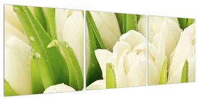Obraz květů tulipánů (120x40 cm)