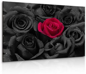 Malvis ® Obraz Černé růže s kapkami vody Velikost: 150x100 cm