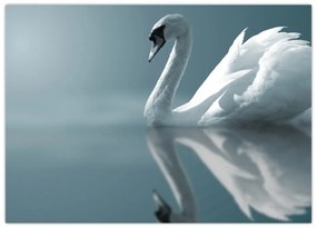 Skleněný obraz - Bílá labuť (70x50 cm)