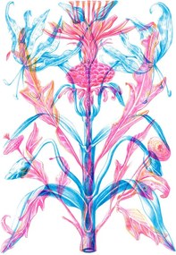 Filip Šenkeřík | Hybrid I – Liliantaurea Centaureum Rám: Černý, Velikost: 40 x 30 cm