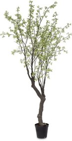 Prunus cerasus- Třešeň 260cm