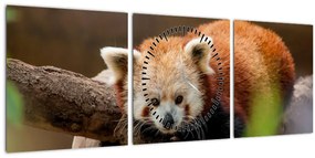 Obraz pandy červené (s hodinami) (90x30 cm)