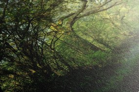 Obraz pohádkový les Varianta: 120x80