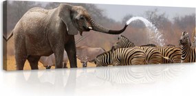 Obraz 145x45 Africká symfonie Slon a zebra v rytmu přírody