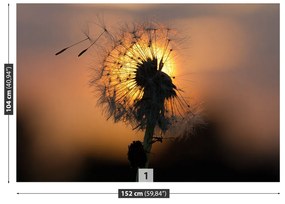 Fototapeta Pampeliška slunce. 104x70