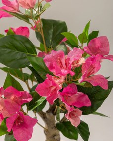 Buganvilie Mini v květináči 55 cm