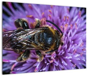 Obraz včely na květině (70x50 cm)