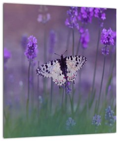 Obraz - Motýl v levandulích (30x30 cm)