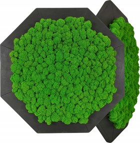 Obraz z mechu chrobota v olejovaném černém dřevěném rámu Oktagon