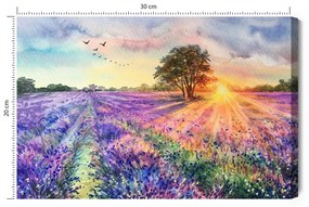 Obraz Levandulová Krajina Malovaná Akvarelem Nedostatek Nedostatek Plátno Canvas 30x20