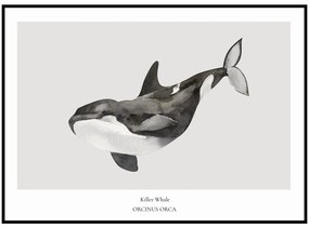 Plakát Killer Whale 50 x 70 cm