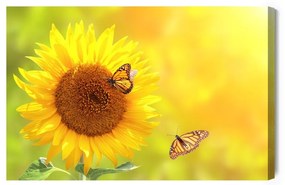 Obraz Slunečnice S Motýly Nedostatek Nedostatek Přírodní plátno 100x70