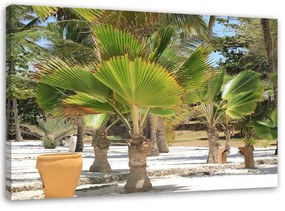 Obraz na plátně Stromy Příroda Tropické - 100x70 cm