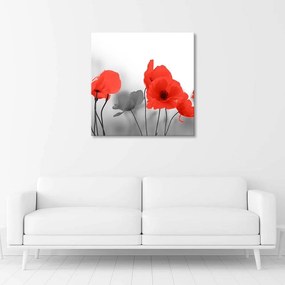 Obraz na plátně Červené letní vlčí máky Příroda Šedá - 30x30 cm