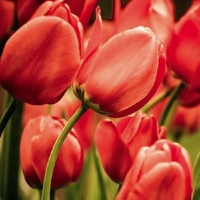 Obraz na skle - Červené tulipány 30 x 30 cm