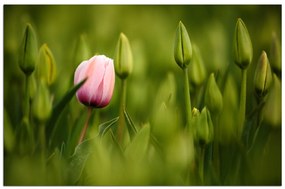 Obraz na plátně - Růžový tulipán kvetoucí 101A (90x60 cm  )