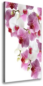 Wallmuralia Vertikální Vertikální Foto obraz na plátně do obýváku Orchidej 50x100
