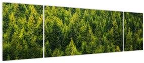 Obraz - Hustý les (170x50 cm)