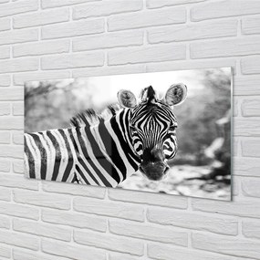 akrylový obraz retro zebra 120x60 cm