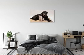 Obrazy na plátně ležící psi 120x60 cm