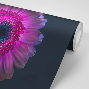 Samolepící tapeta purpurová gerbera