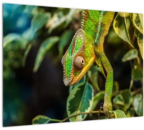 Skleněný obraz chameleona (70x50 cm)