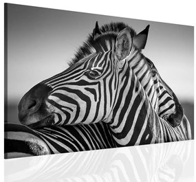 Černobílý obraz zebry Velikost (šířka x výška): 60x40 cm