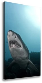 Wallmuralia Vertikální Vertikální Foto obraz na plátně do obýváku Velký žralok 50x100