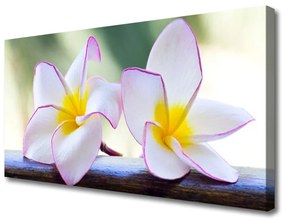 Obraz na plátně Květiny Plátky Plumérie 120x60 cm