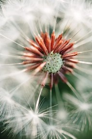 Umělecká fotografie Dandelion detail, Javier Pardina, (26.7 x 40 cm)