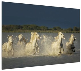 Obraz bílých koní (100x70 cm)