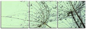 Obraz na plátně - Pampeliška s kapkami vody - panoráma 5203B (90x30 cm)