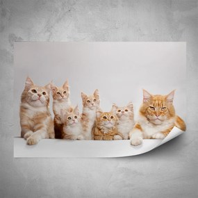 Plakát - Zrzavá koťata (60x40 cm) - PopyDesign