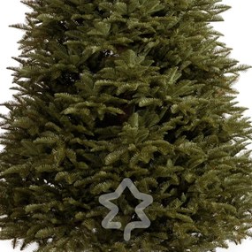 Jedle Kavkazská 100 % 220 cm