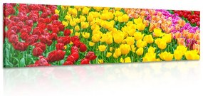 Obraz zahrada plná tulipánů Varianta: 120x40