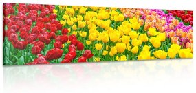 Obraz zahrada plná tulipánů Varianta: 150x50
