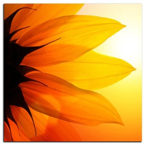 Obraz na plátně - Slunečnice květ - čtverec 3201A (50x50 cm)