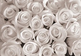 Postershop Fototapeta vliesová: Bílá růže - 104x152,5 cm