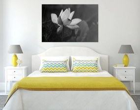 Obraz jemný lotosový květ v černobílém provedení - 120x80 cm