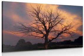 Obraz nádherný strom na louce Varianta: 60x40