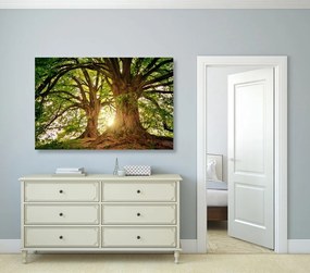 Obraz majestátní stromy - 60x40 cm