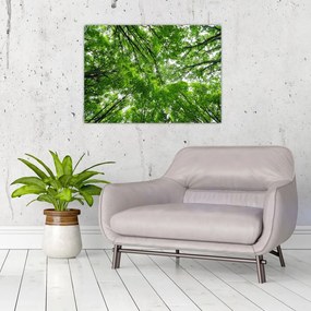 Skleněný obraz - Pohled do korun stromů (70x50 cm)