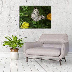 Skleněný obraz - bílý motýl (70x50 cm)