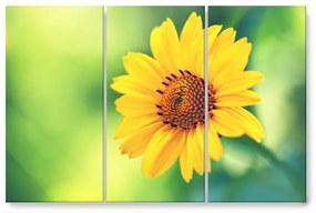 Obraz žlutý květ Velikost (šířka x výška): 150x100 cm